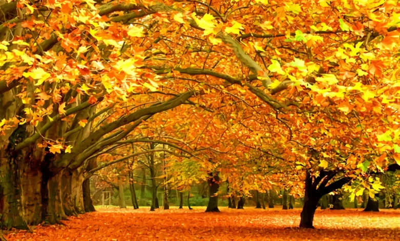 November Zodiac Signs: Deep Dive into Pisces and Sagittarius ...